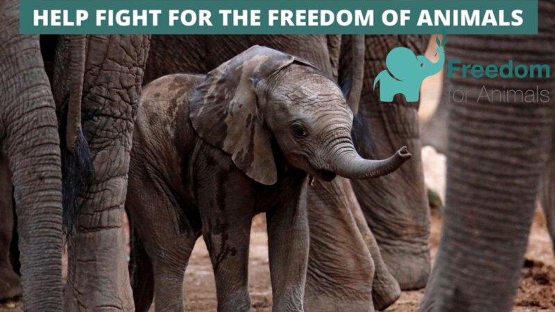 Freedom for Animals | CIRCUSynergy