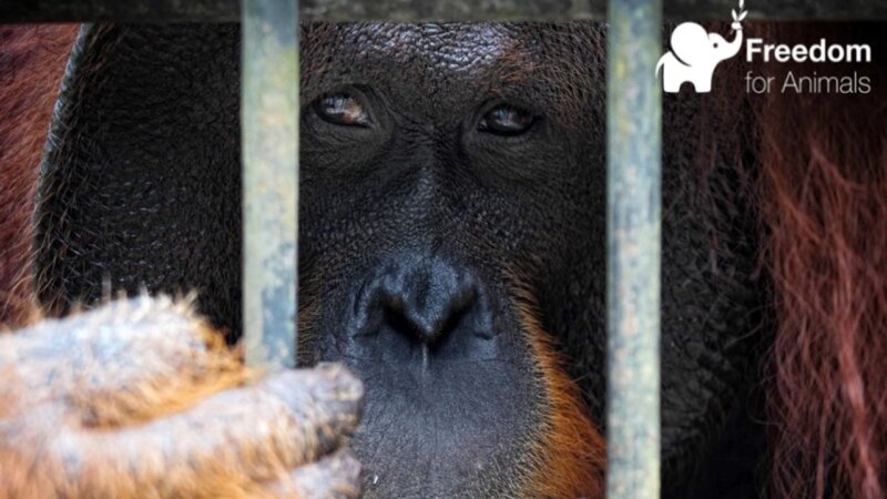 Freedom for Animals | CIRCUSynergy