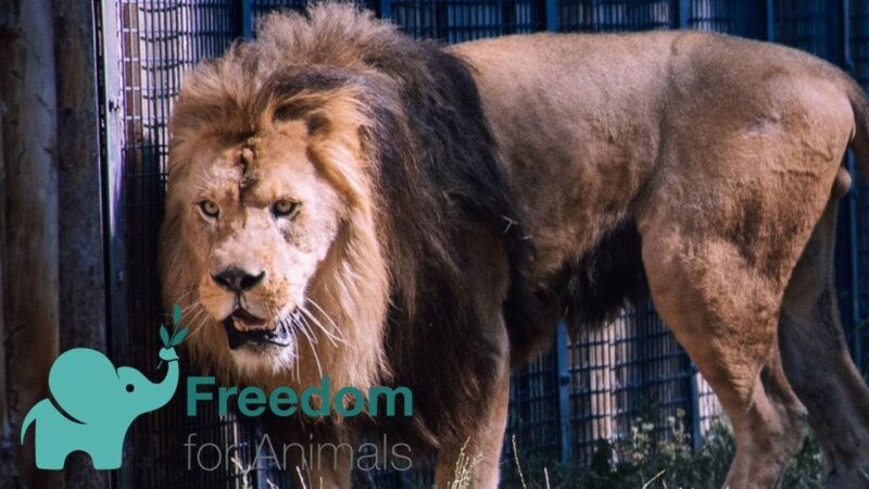 Freedom for Animals | CIRCUSynergy
