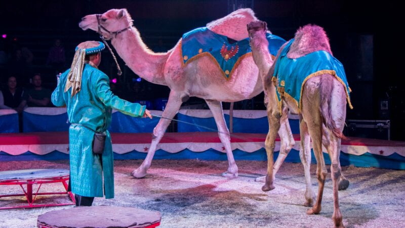 McLaren Circus | CIRCUSynergy