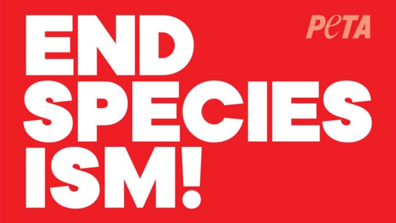People for the Ethical Treatment of Animals (PETA) - CIRCUSynergy